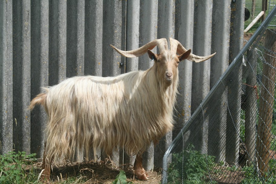 Show Page – Royal Golden Guernsey Goat Society