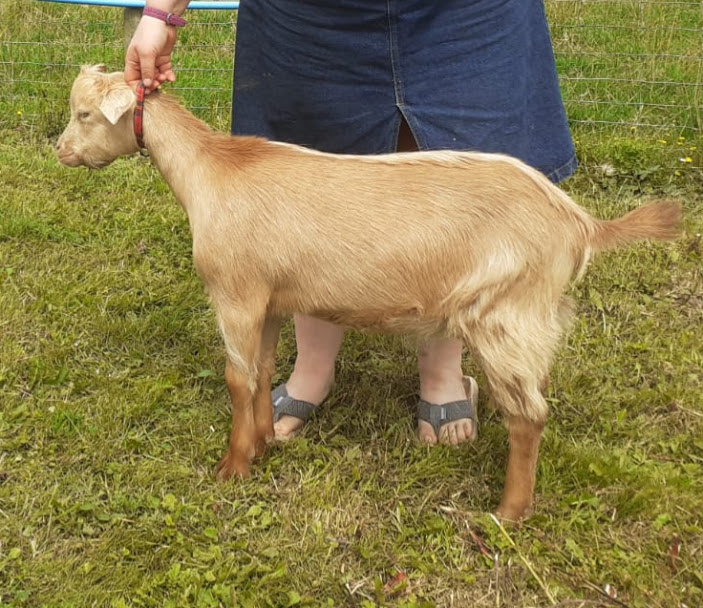 Show Page – Royal Golden Guernsey Goat Society