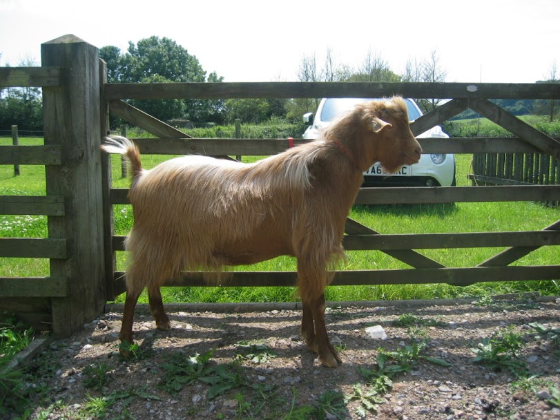 Show Page – Royal Golden Guernsey Goat Society