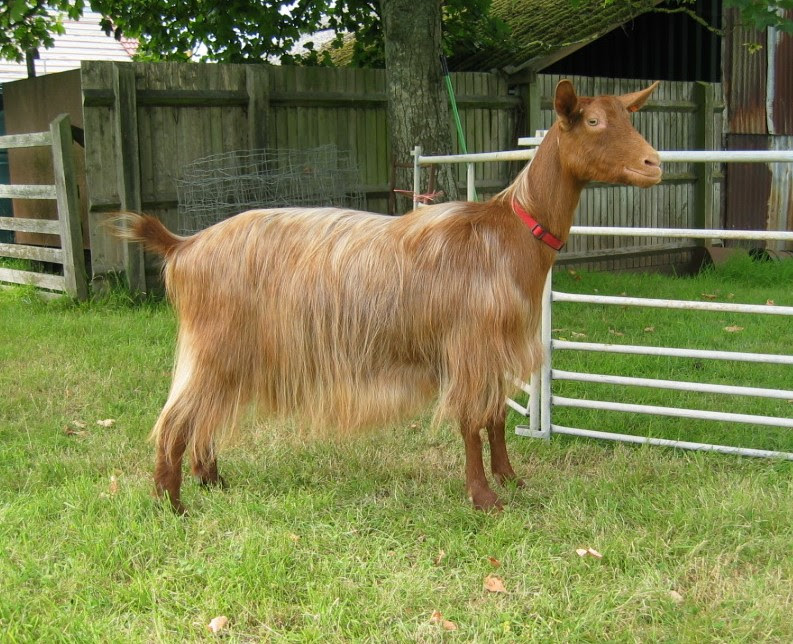 Show Page – Royal Golden Guernsey Goat Society