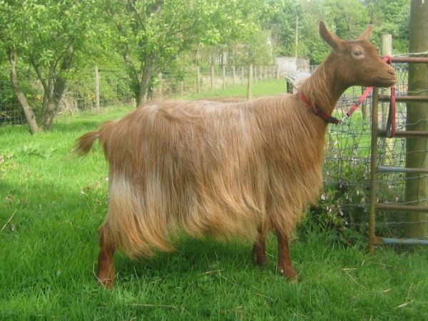Show Page – Royal Golden Guernsey Goat Society