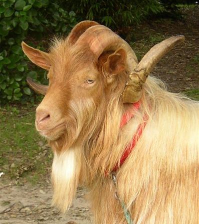 Buying a Royal Golden Guernsey – Royal Golden Guernsey Goat Society