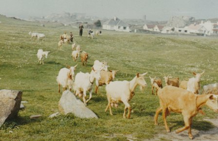 A Brief History of the Royal Golden Guernsey Goat – Royal Golden ...